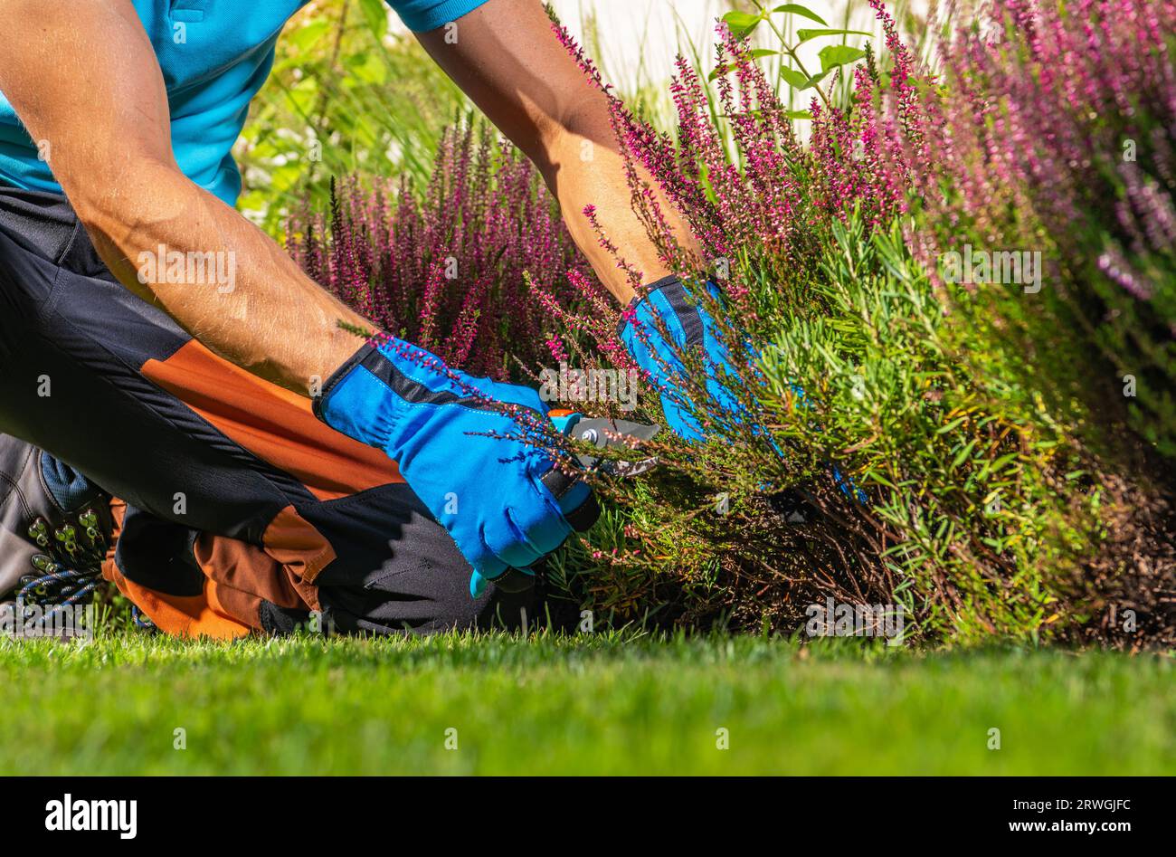 Caucasian Profession Gardener Cleaning Garden Plants by Removing Dead ...