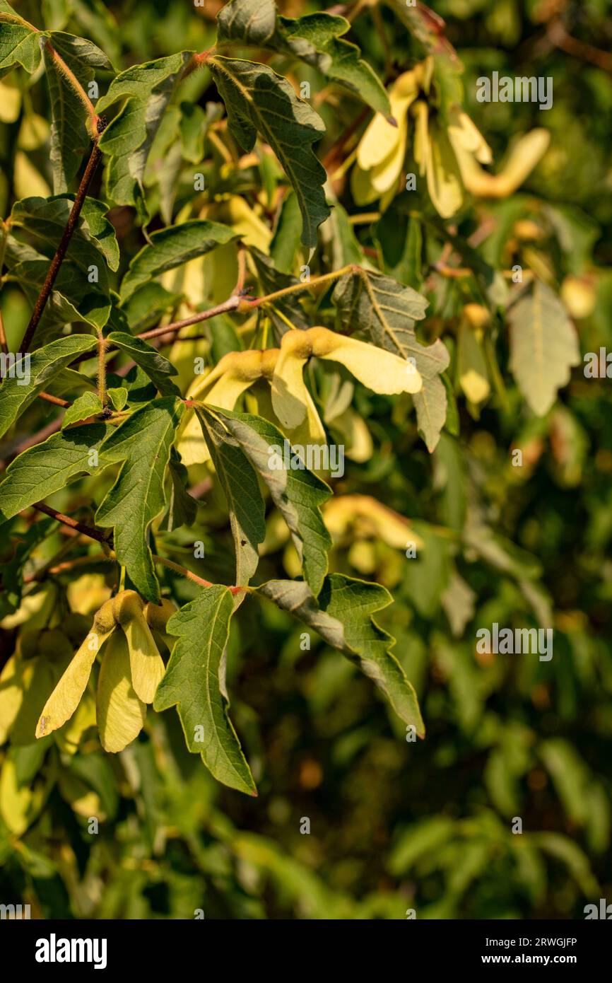 Natural garden tree portrait of Acer griseum, paperbark maple, in ...