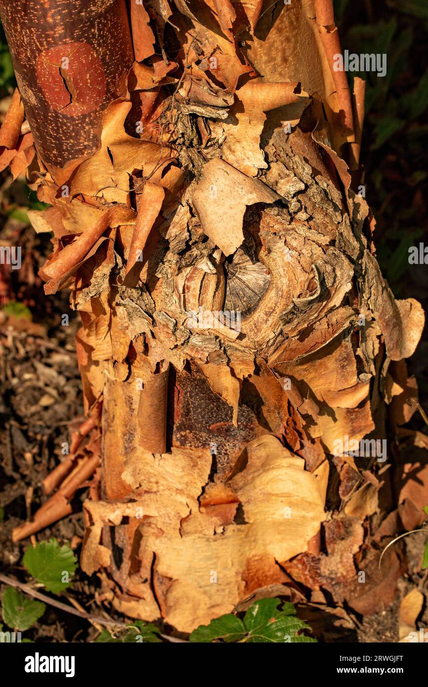 Natural garden tree portrait of Acer griseum, paperbark maple, in ...