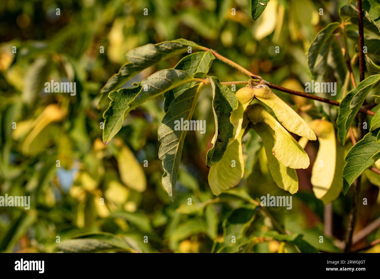 Natural garden tree portrait of Acer griseum, paperbark maple, in ...