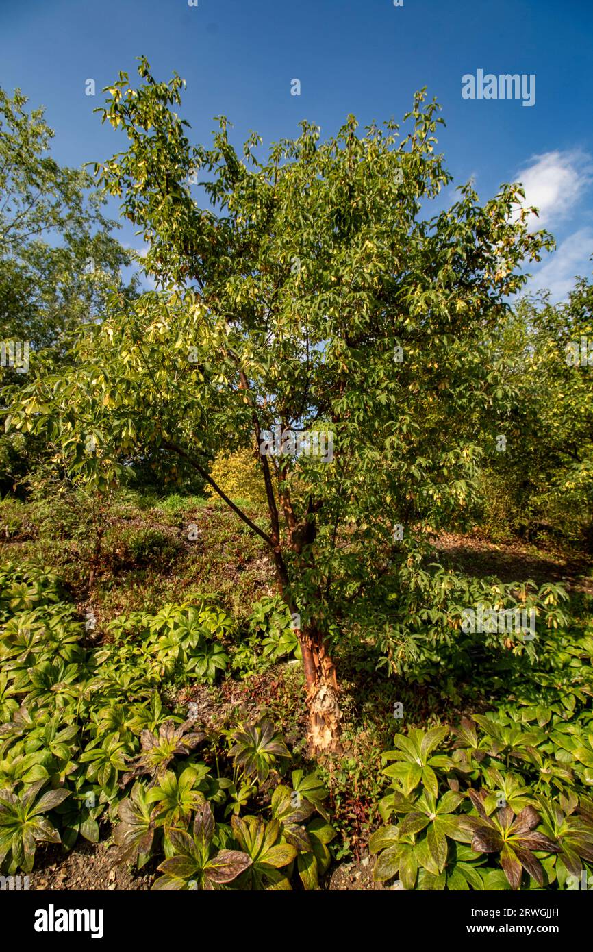 Natural garden tree portrait of Acer griseum, paperbark maple, in ...