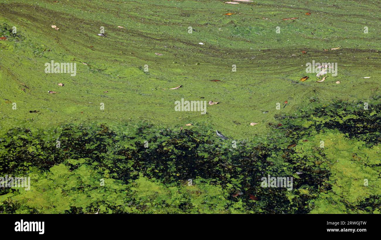 Eutrophication pollution blue-green algae Lough Neagh 2023. Toxic ...