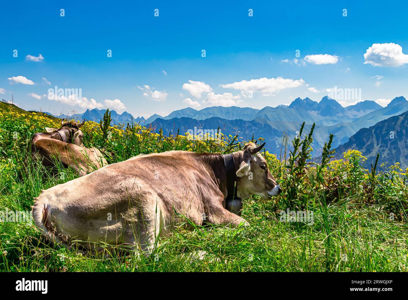 Meadow feed feeding alpine hi-res stock photography and images - Alamy
