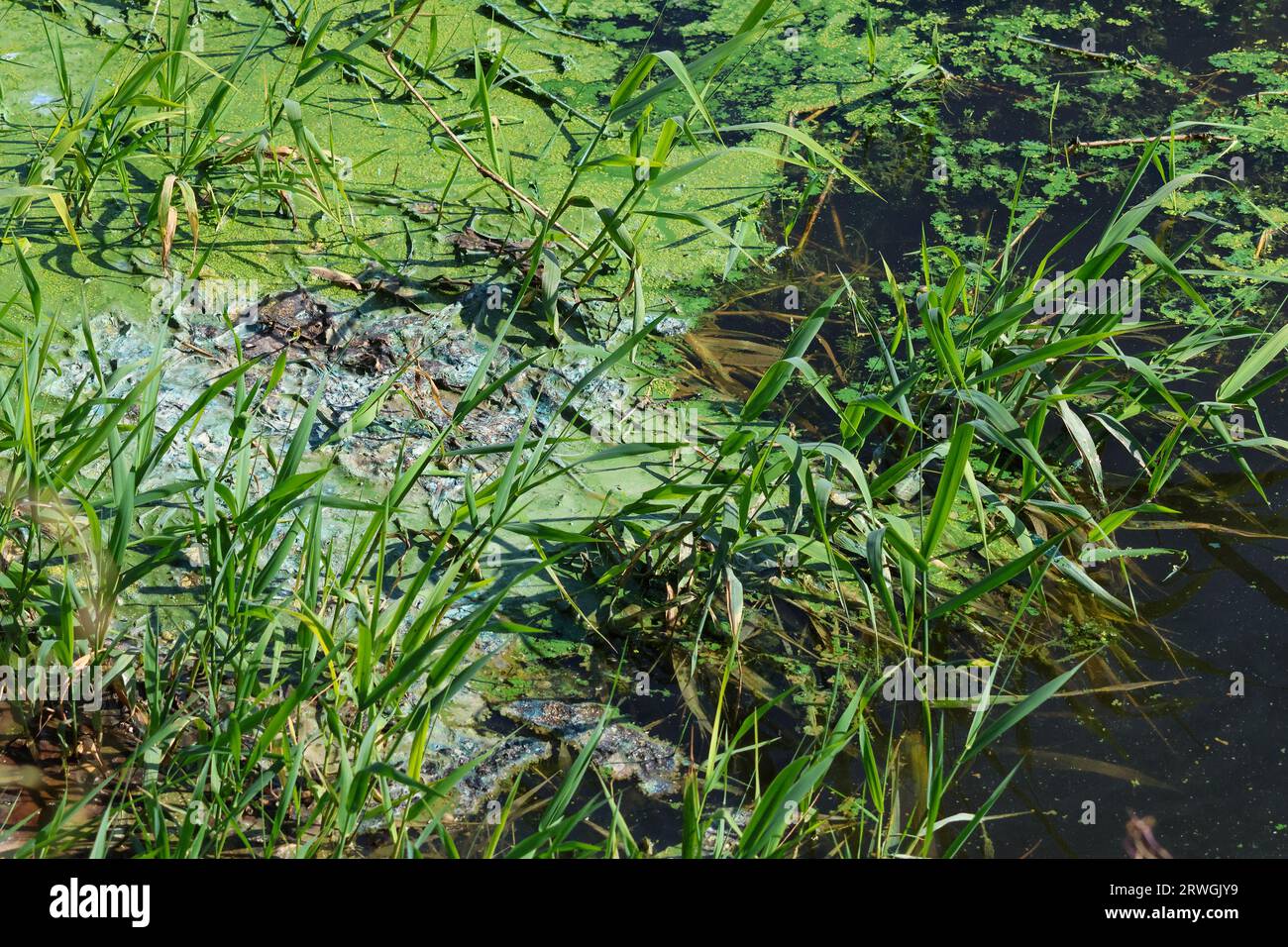 Eutrophication pollution blue-green algae Lough Neagh 2023. Toxic ...