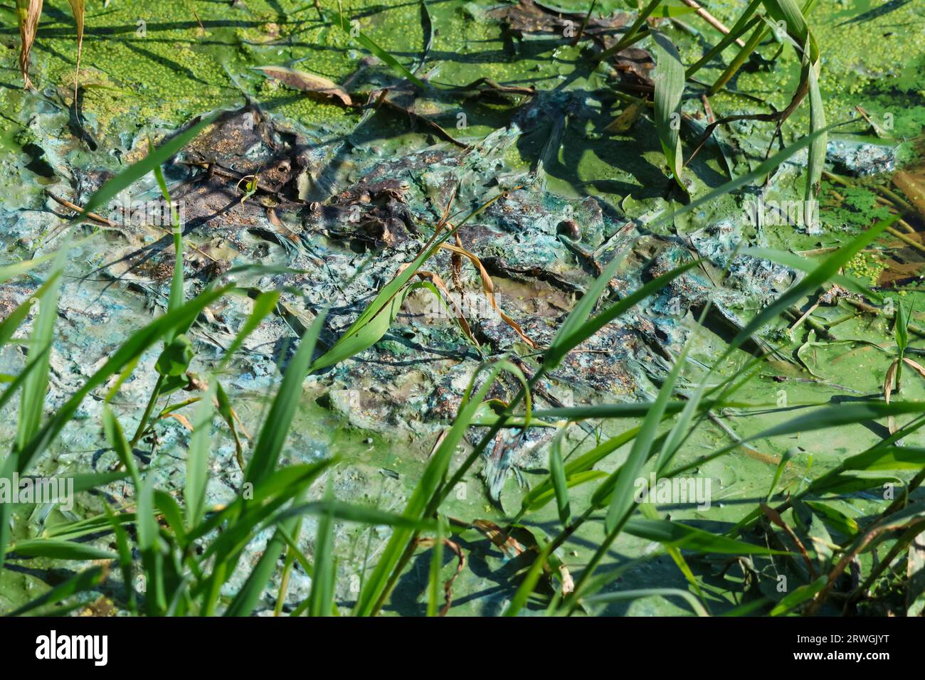Eutrophication pollution blue-green algae Lough Neagh 2023. Toxic ...
