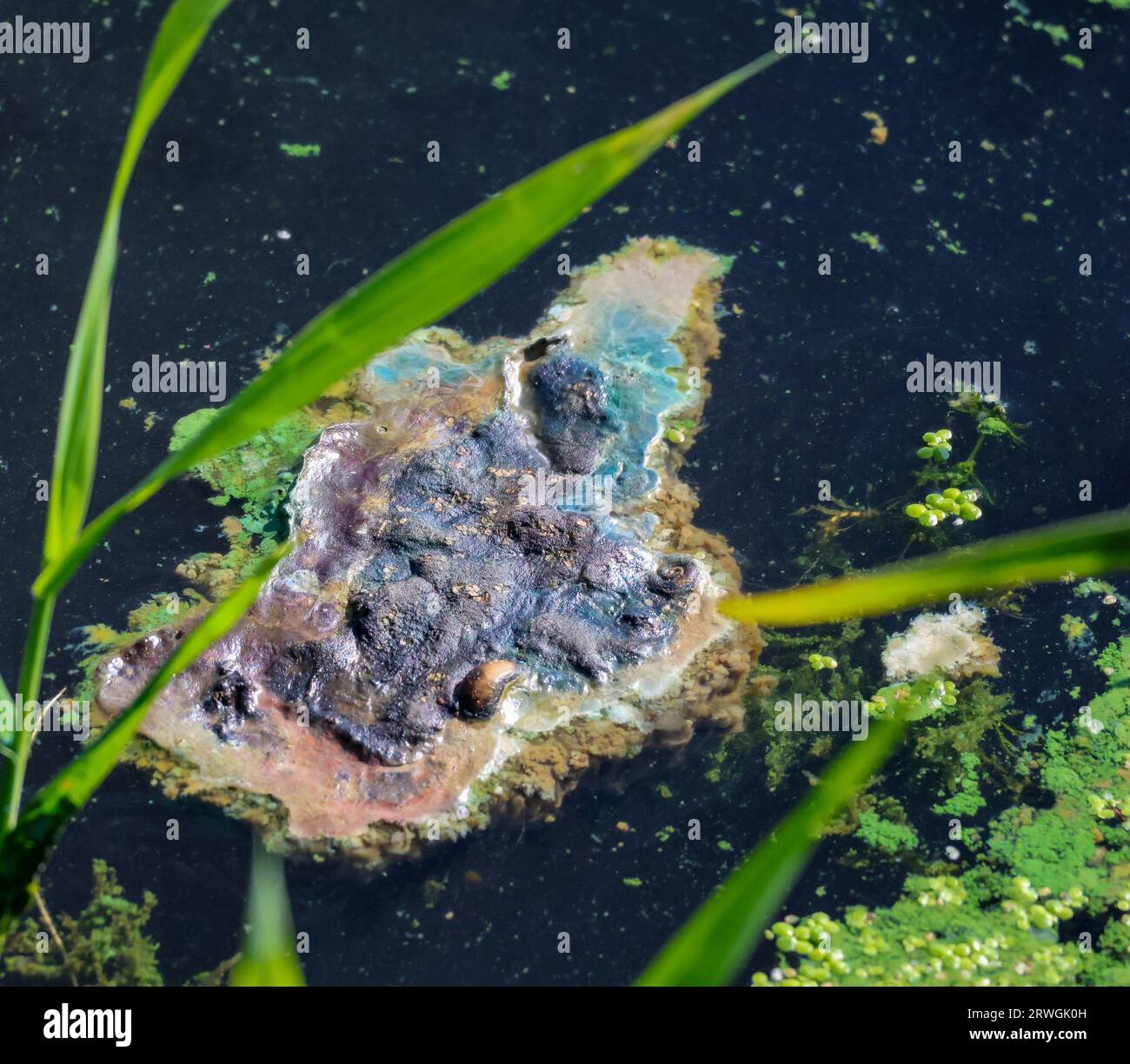Eutrophication pollution blue-green algae Lough Neagh 2023. Toxic ...