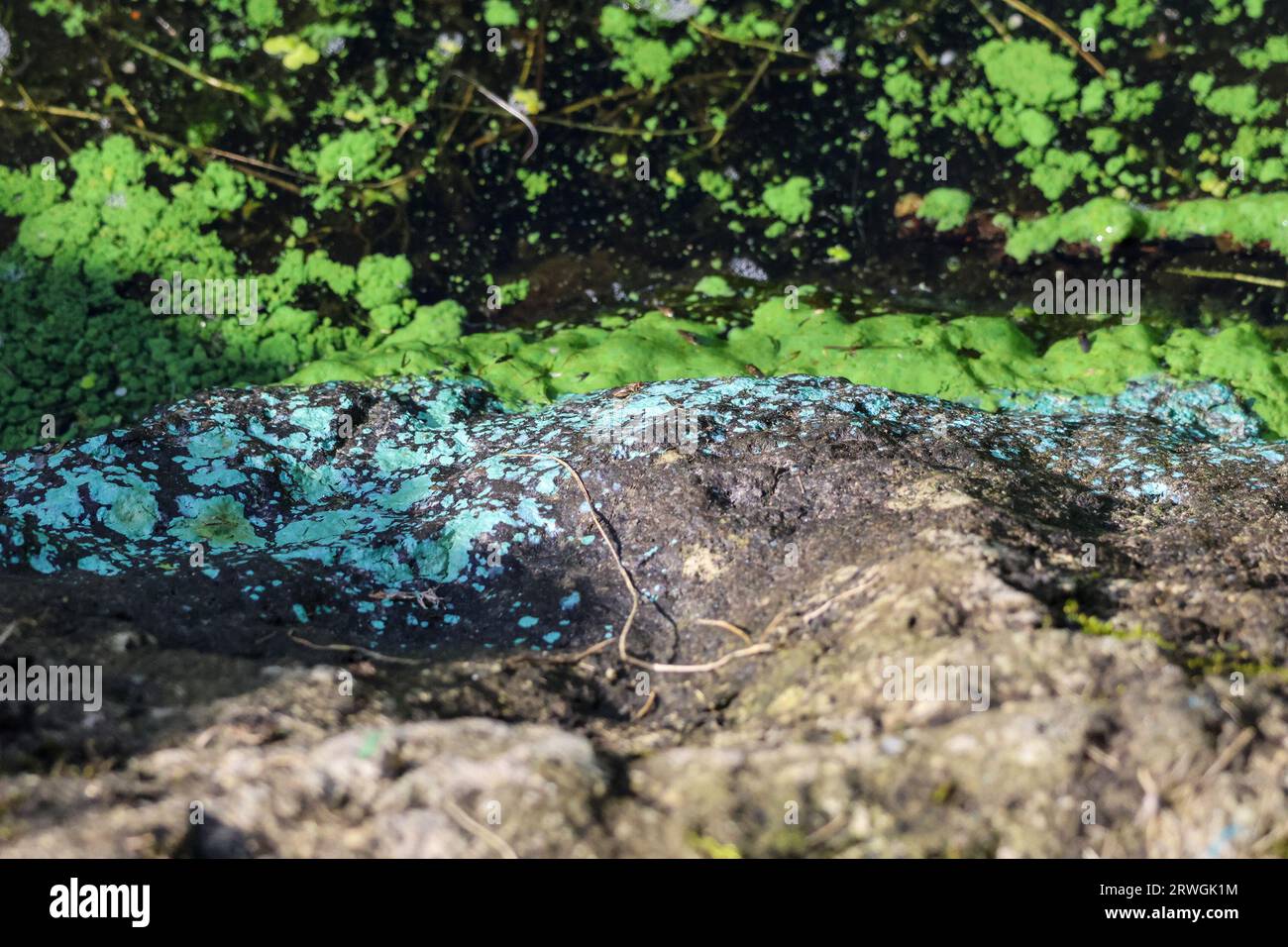 Eutrophication pollution blue-green algae Lough Neagh 2023. Toxic ...