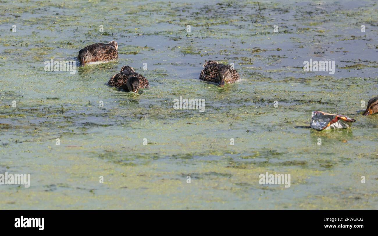 Waterfowl Lough Neagh during 2023 blue-algae algal bloom Ducklings ...