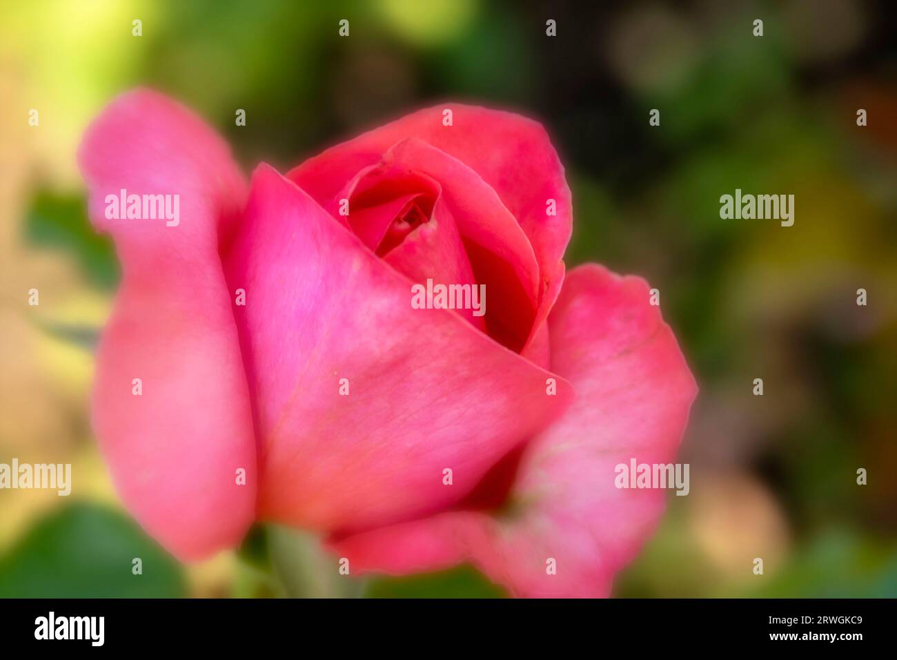 Beautiful pink single stem close up flowering plant portrait of Rosa ...