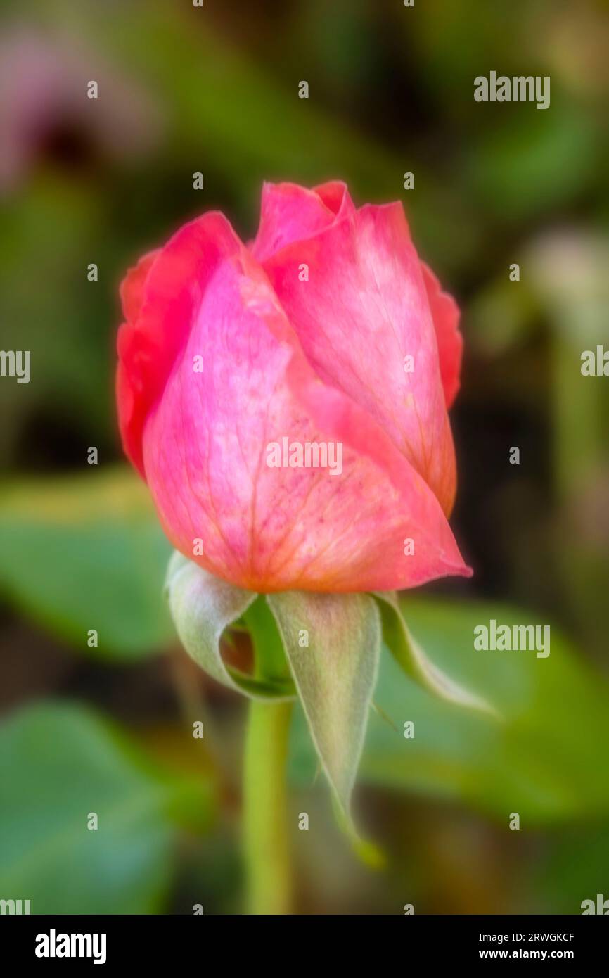 Beautiful pink single stem close up flowering plant portrait of Rosa ...