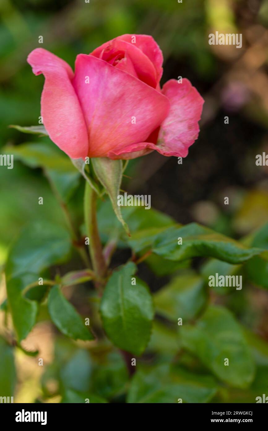 Beautiful pink single stem close up flowering plant portrait of Rosa ...