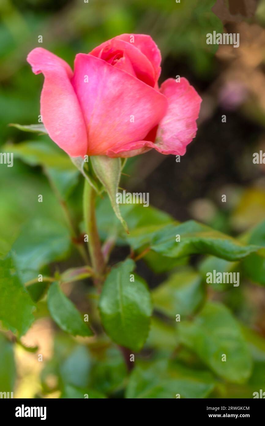 Beautiful pink single stem close up flowering plant portrait of Rosa ...