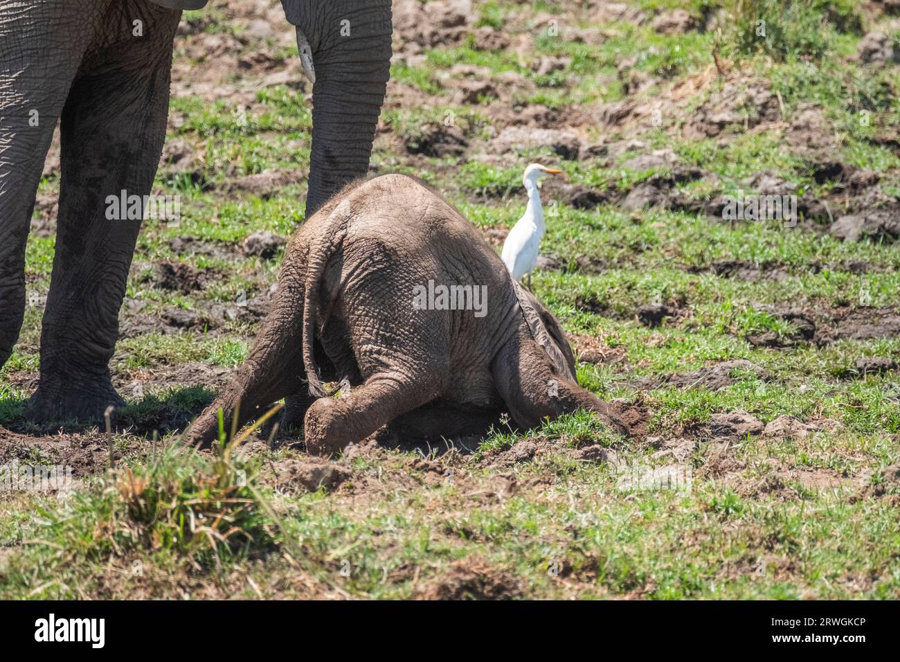 Playing in mud hi-res stock photography and images - Alamy