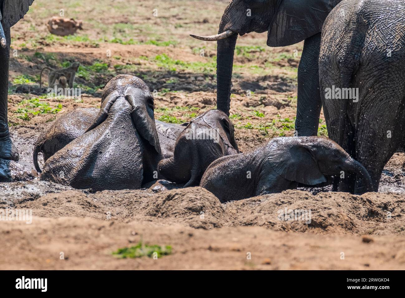 Baby elephants (Loxodonta africana) playing in mud. Animals enjoy to ...