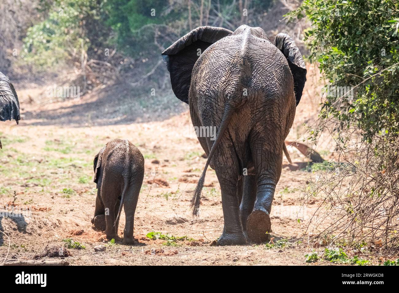 Elephant cow ( Loxodonta africana) walks with elephant baby. Animals ...