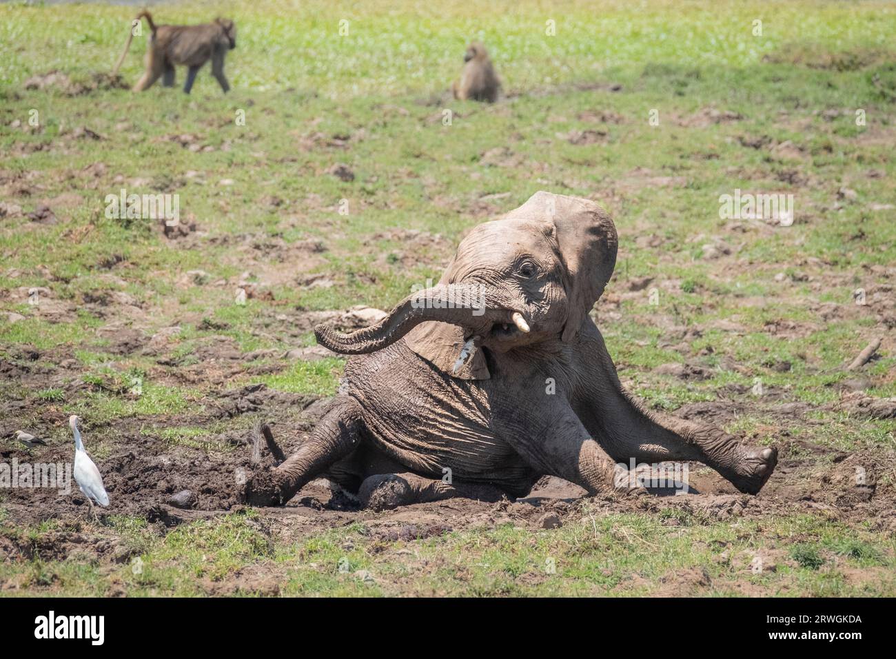 Playing in the mud hi-res stock photography and images - Alamy
