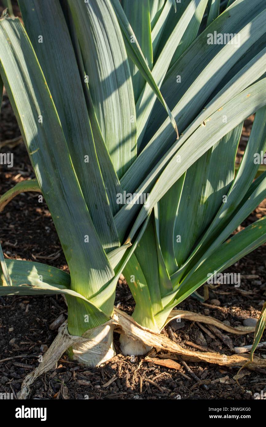 Natural close up patterns of Leek ‘Blauwgroene Winter Bandit’, Allium ...