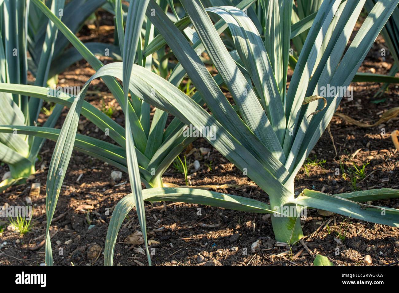 Natural close up patterns of Leek ‘Blauwgroene Winter Bandit’, Allium ...