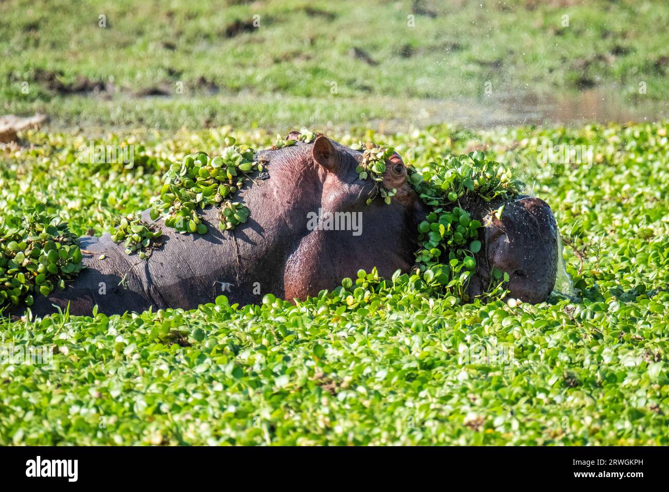 Lower zambezi national park hippo hi-res stock photography and images ...