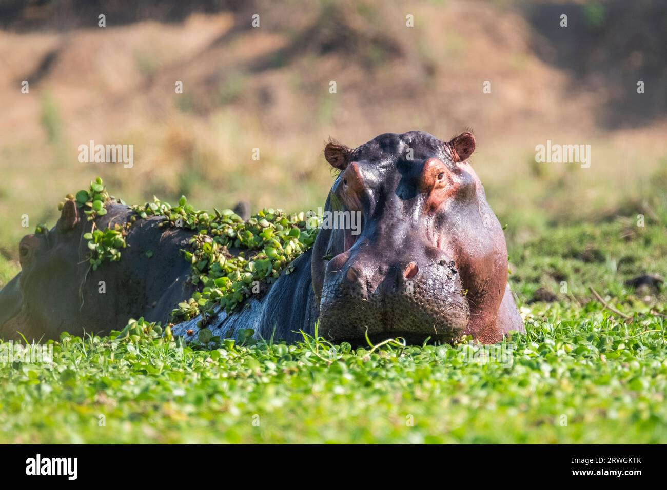 Hippo (Hippopotamus amphibious) challenging. Head portrait of the ...
