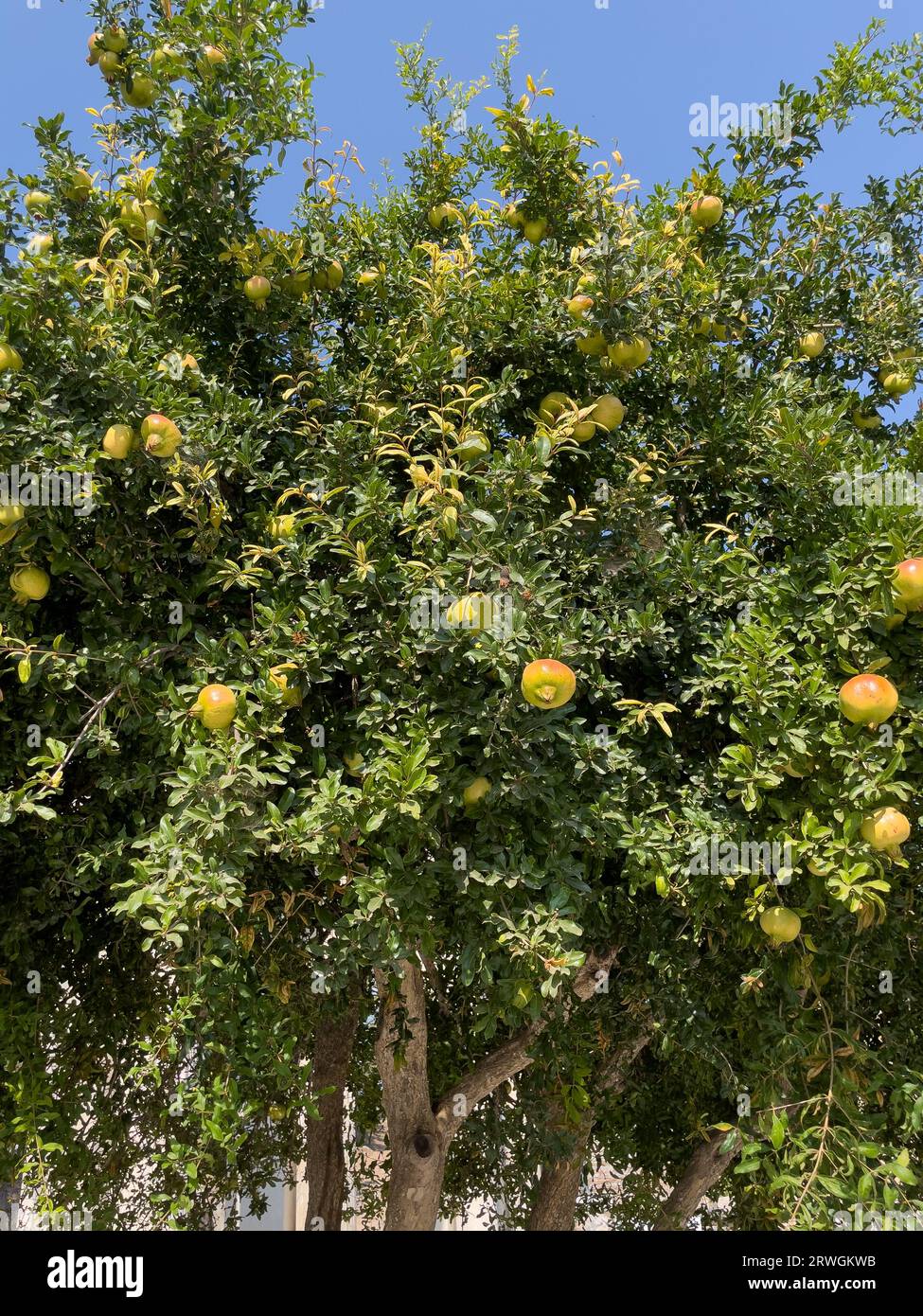 Pom fruit hi-res stock photography and images - Alamy