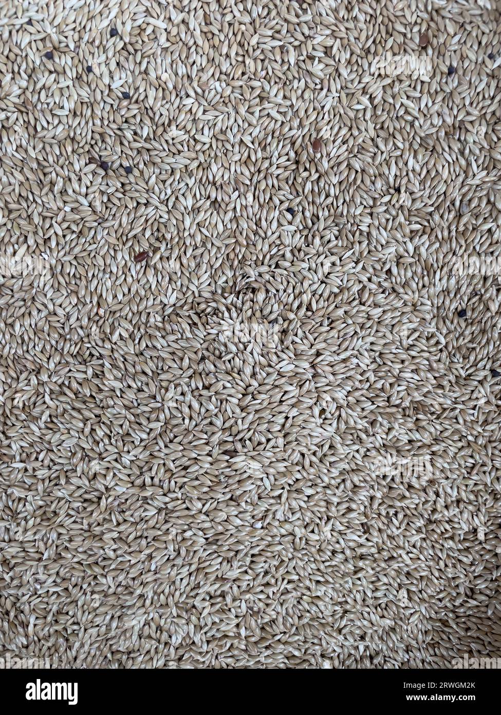 Safflower seed. Safflower (Carthamus tinctorius) is a highly branched ...