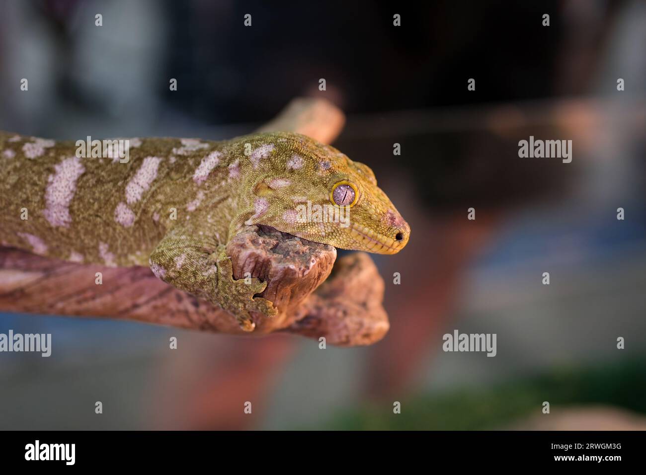 New caledonian giant gecko hi-res stock photography and images - Alamy