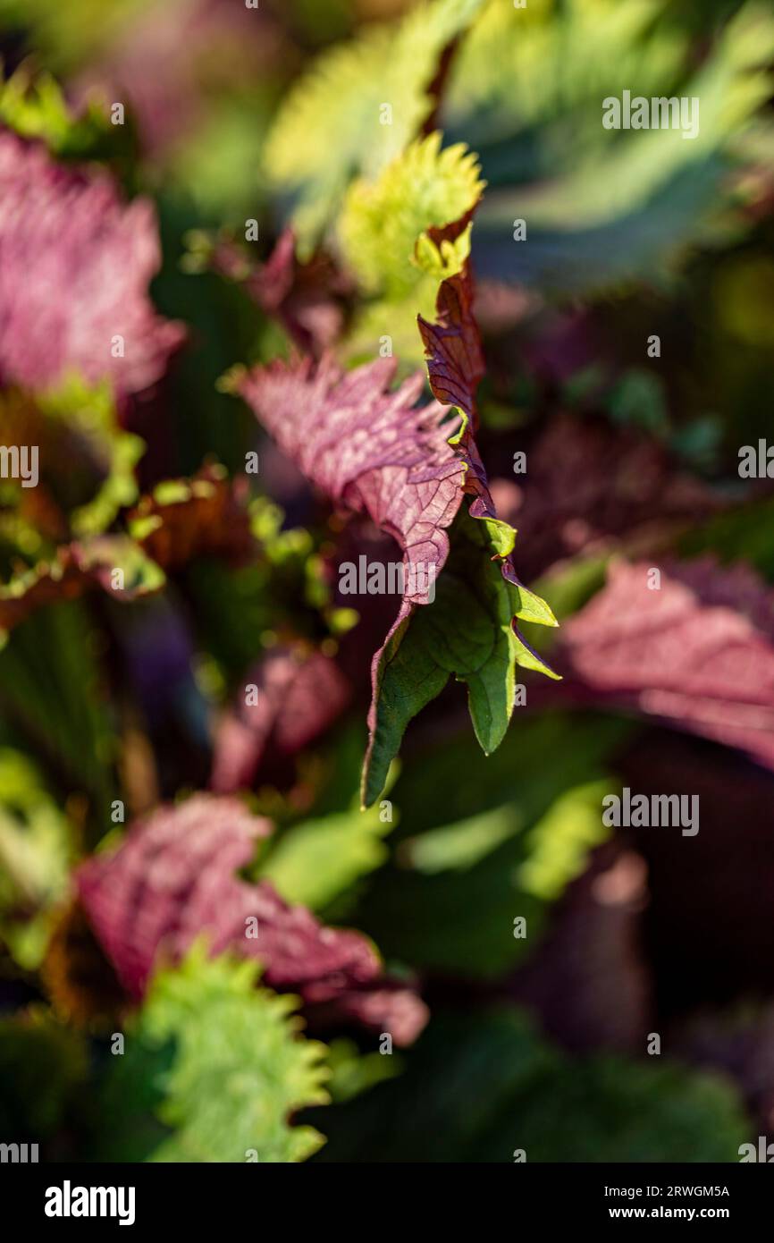 Natural close up food, vegetable, plant portrait of Perilla 'Shiso Red ...