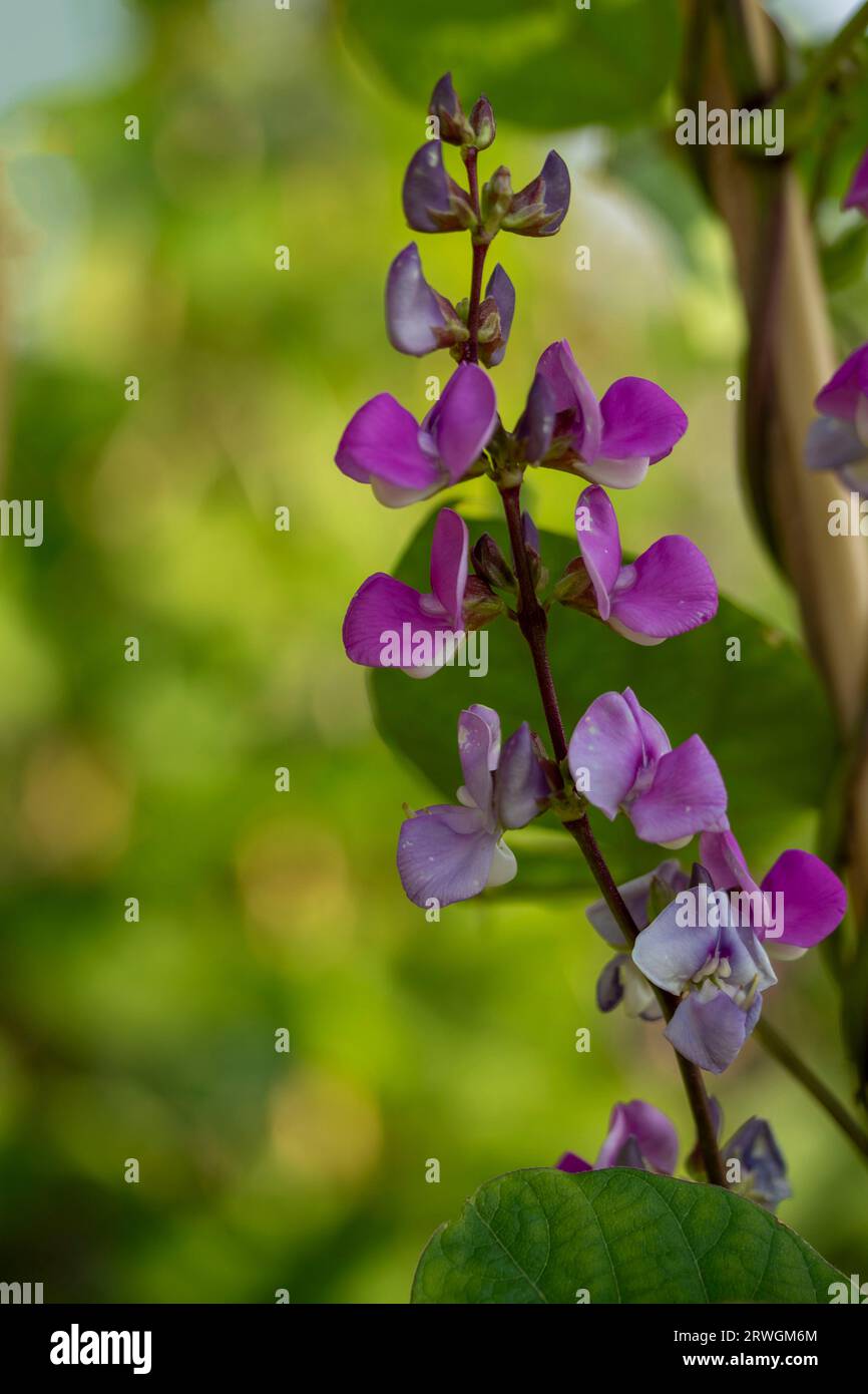 Lablab bean flower dolichos lablab hi-res stock photography and images ...