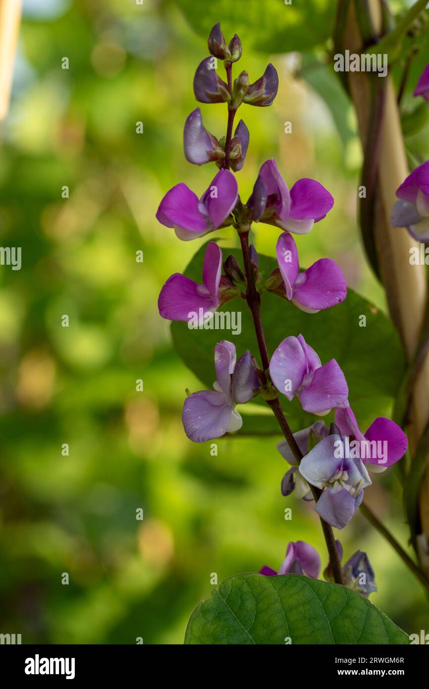 Lablab bean flower dolichos lablab hi-res stock photography and images ...