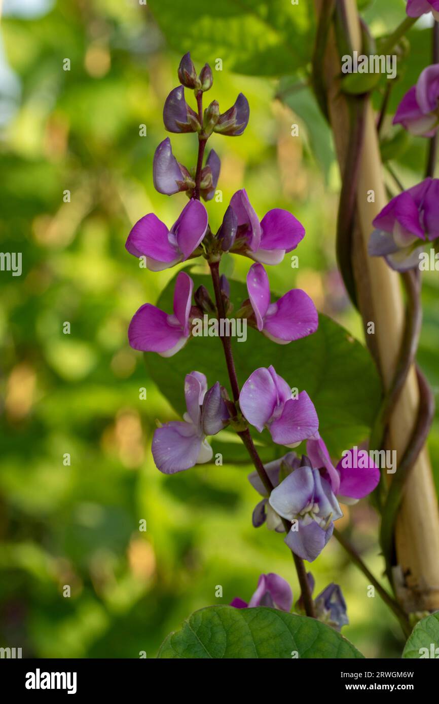 Lablab bean flower dolichos lablab hi-res stock photography and images ...