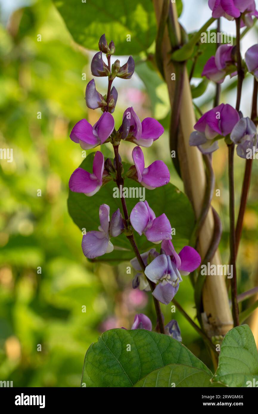 Lablab bean flower dolichos lablab hi-res stock photography and images ...