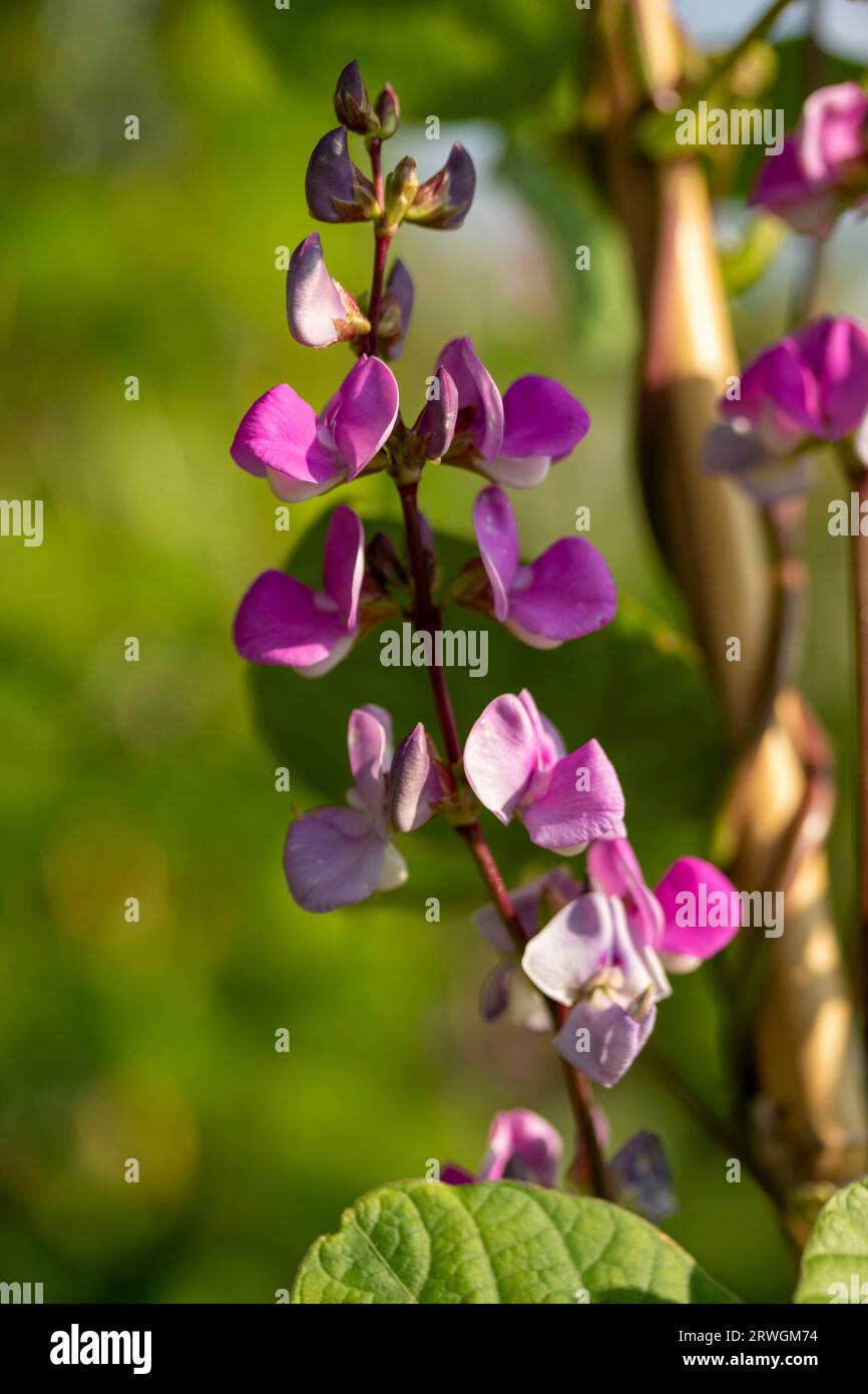 Lablab bean flower dolichos lablab hi-res stock photography and images ...