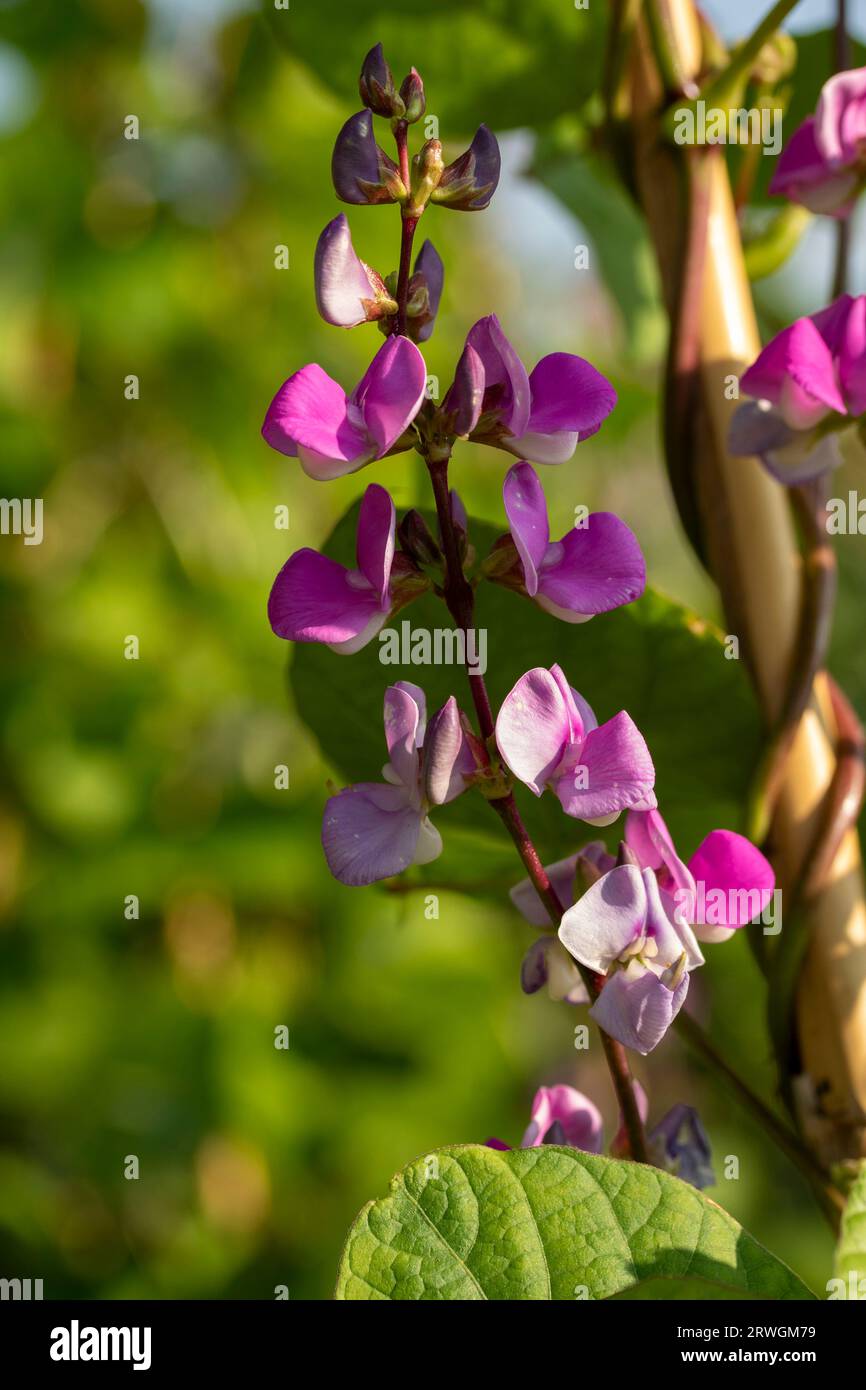 Lablab bean flower dolichos lablab hi-res stock photography and images ...
