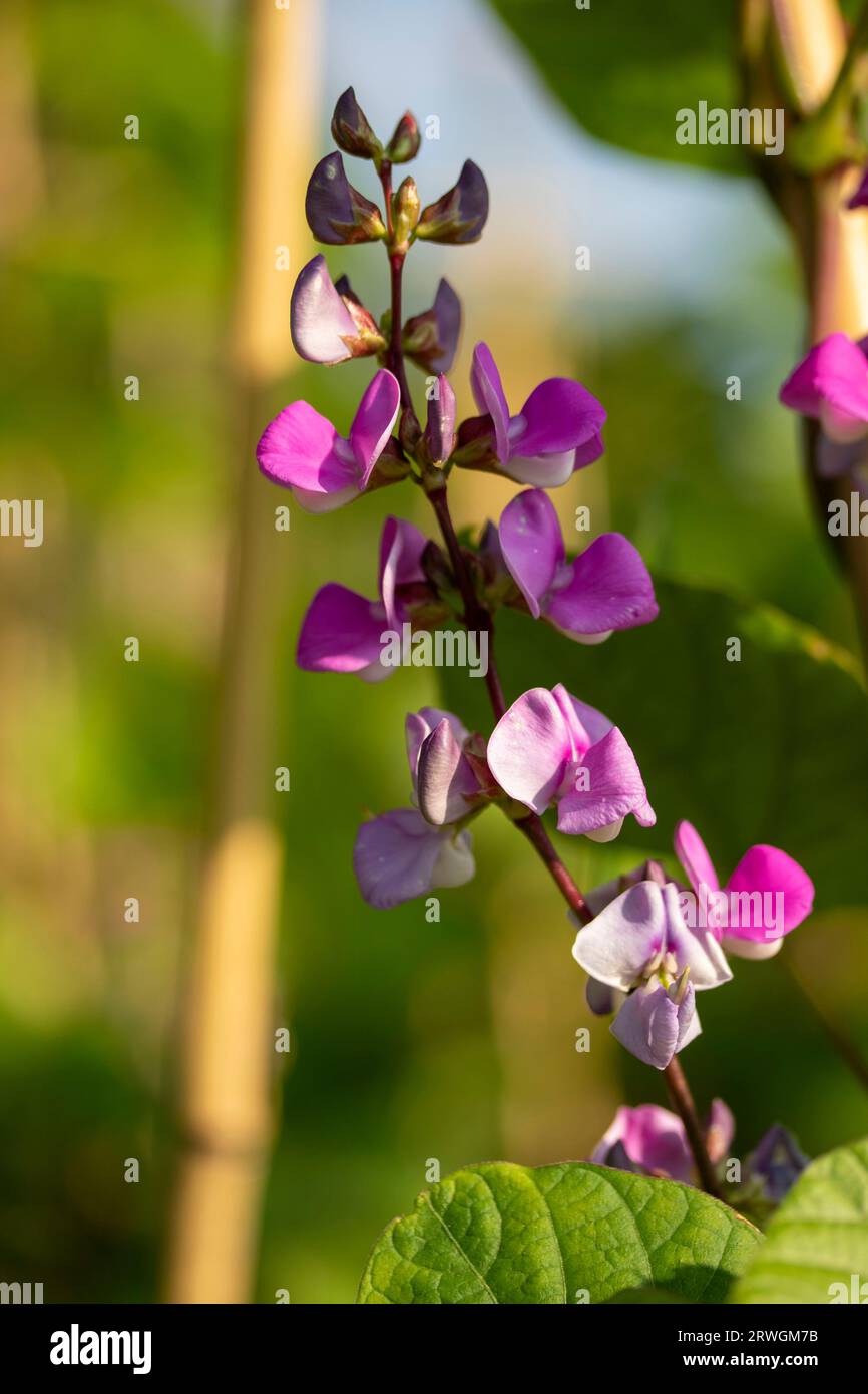 Lablab bean flower dolichos lablab hi-res stock photography and images ...