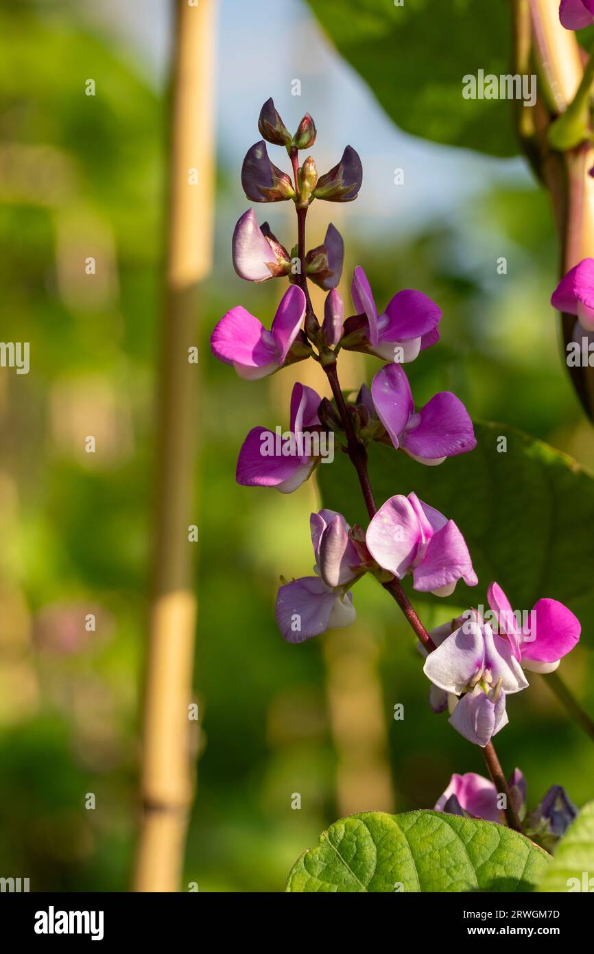 Lablab bean flower dolichos lablab hi-res stock photography and images ...