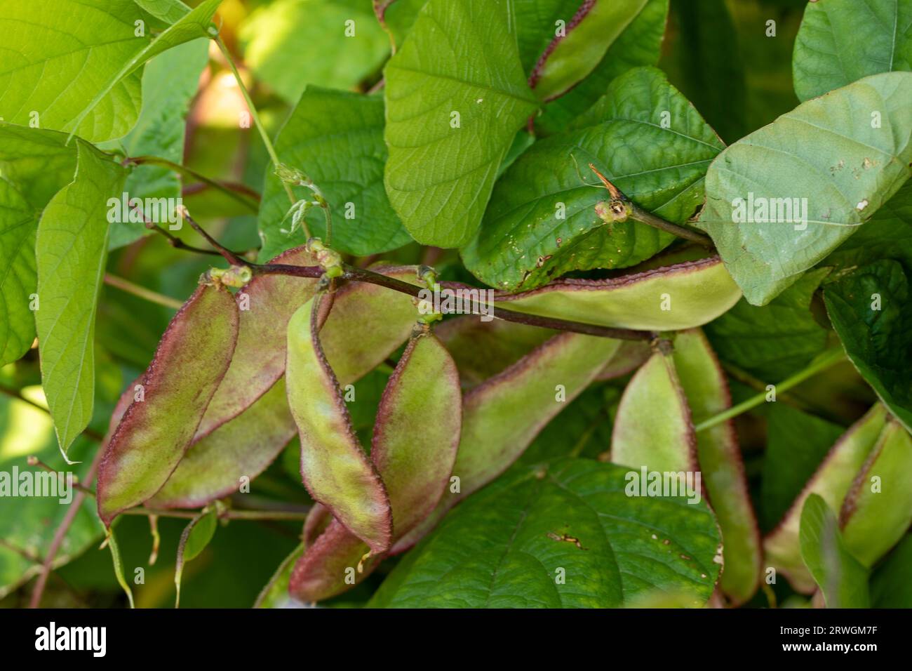Lablab bean flower dolichos lablab hi-res stock photography and images ...