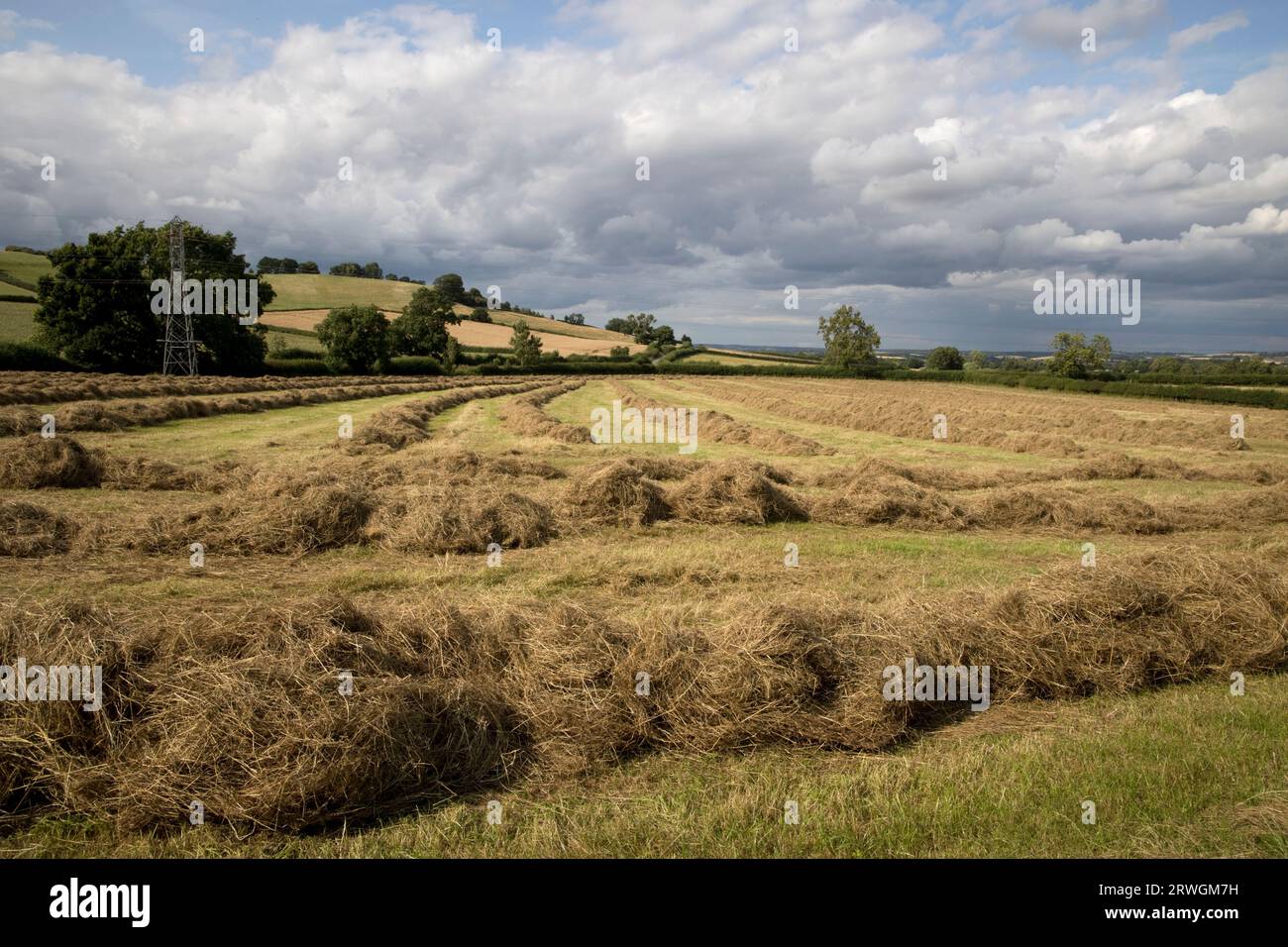 Rain clouds above field with rows of freshly cut grass harvested for ...