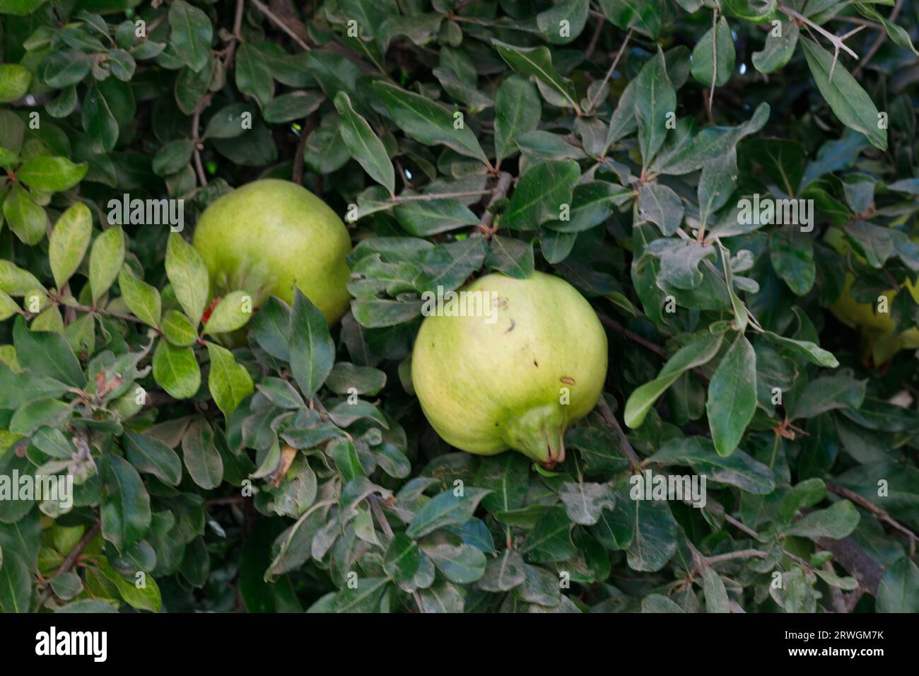 Punica is a small genus of fruit-bearing deciduous shrubs or small ...