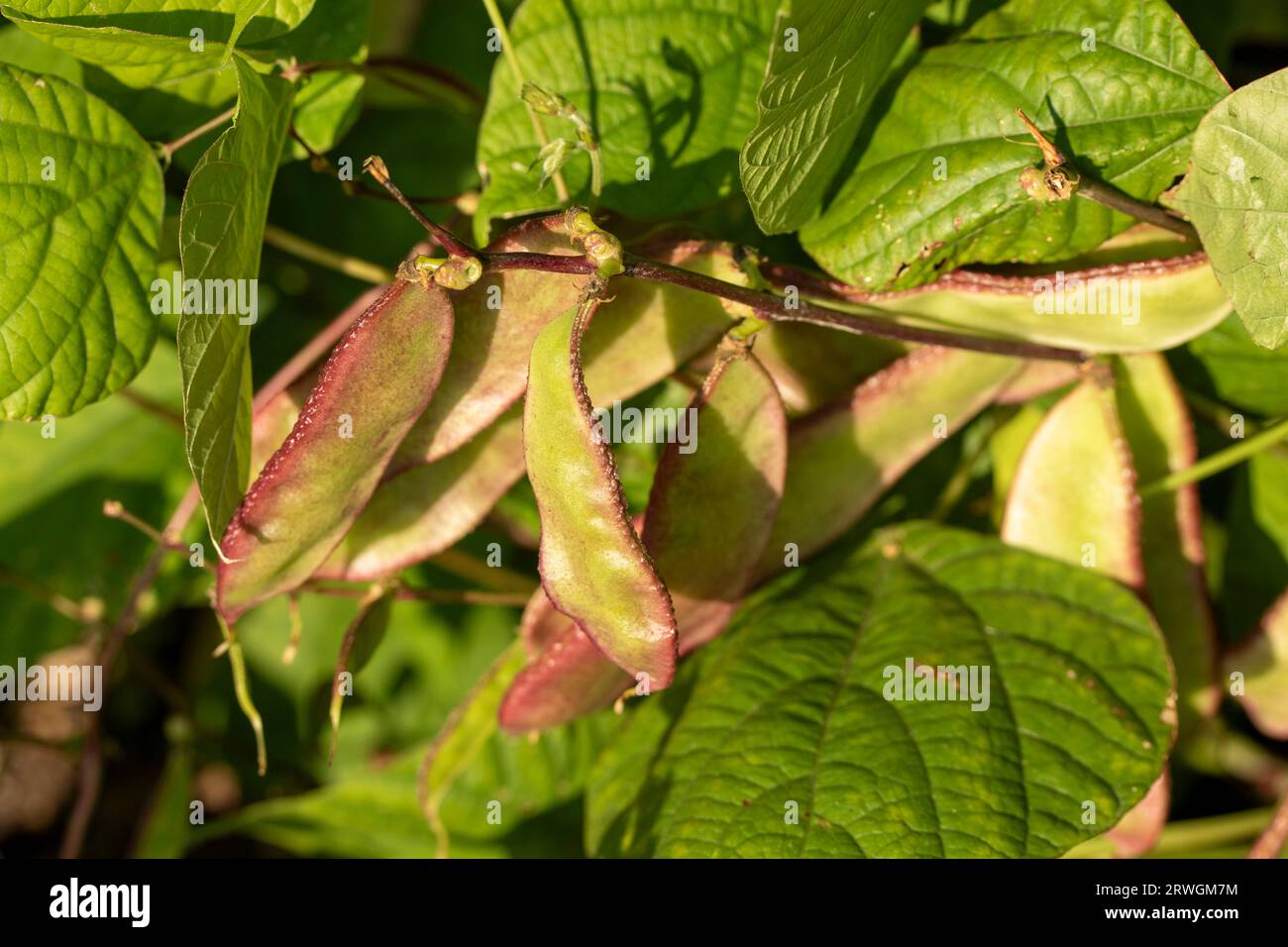 Lablab bean flower dolichos lablab hi-res stock photography and images ...