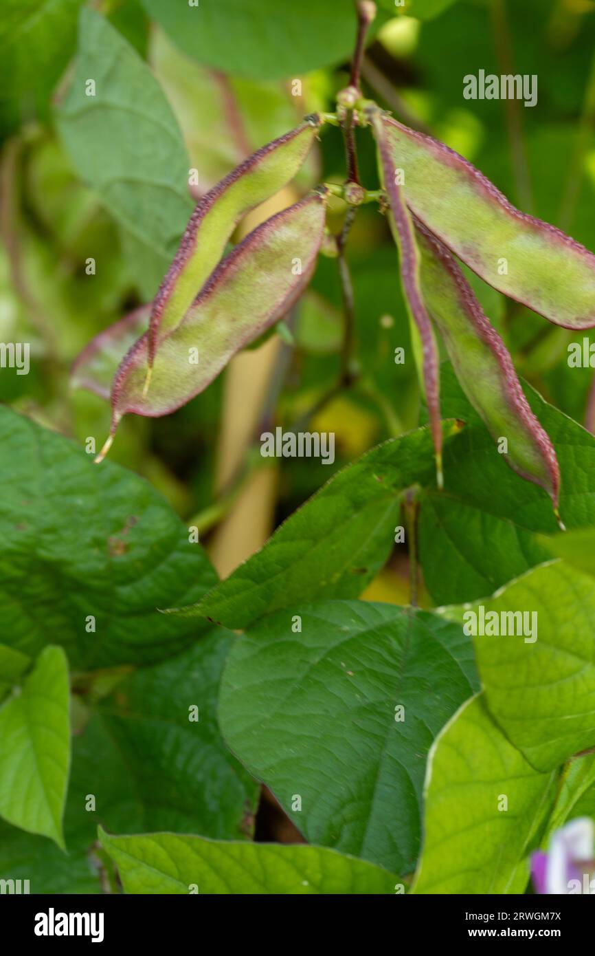 Lablab bean flower dolichos lablab hi-res stock photography and images ...