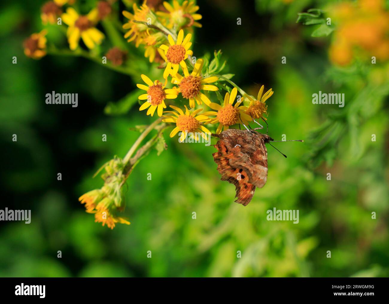 Comma Butterfly polygonia c album, Wales Stock Photo - Alamy