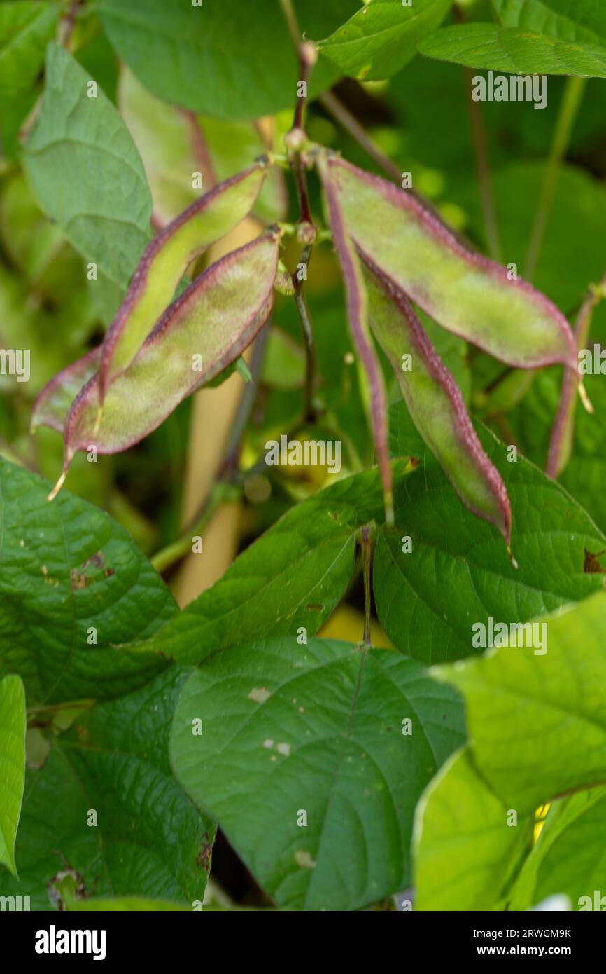 Lablab bean flower dolichos lablab hi-res stock photography and images ...