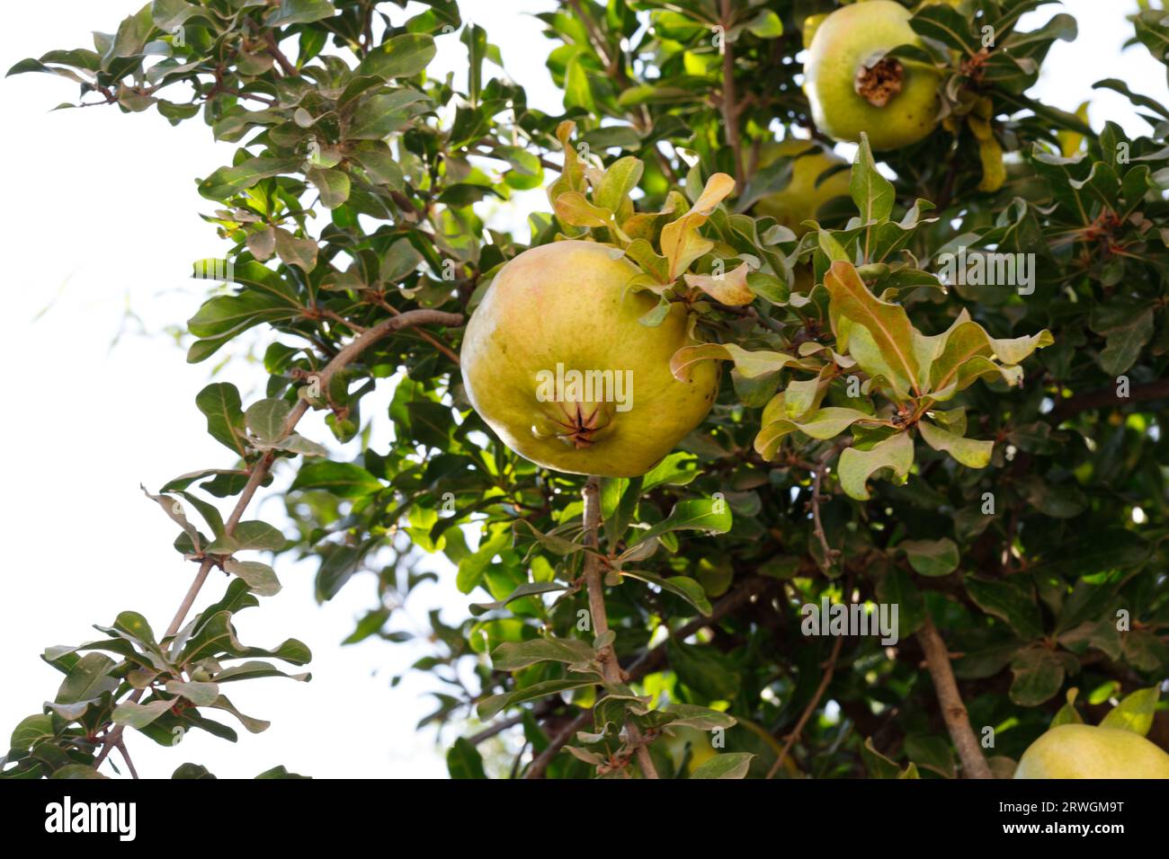 Pom fruit hi-res stock photography and images - Alamy