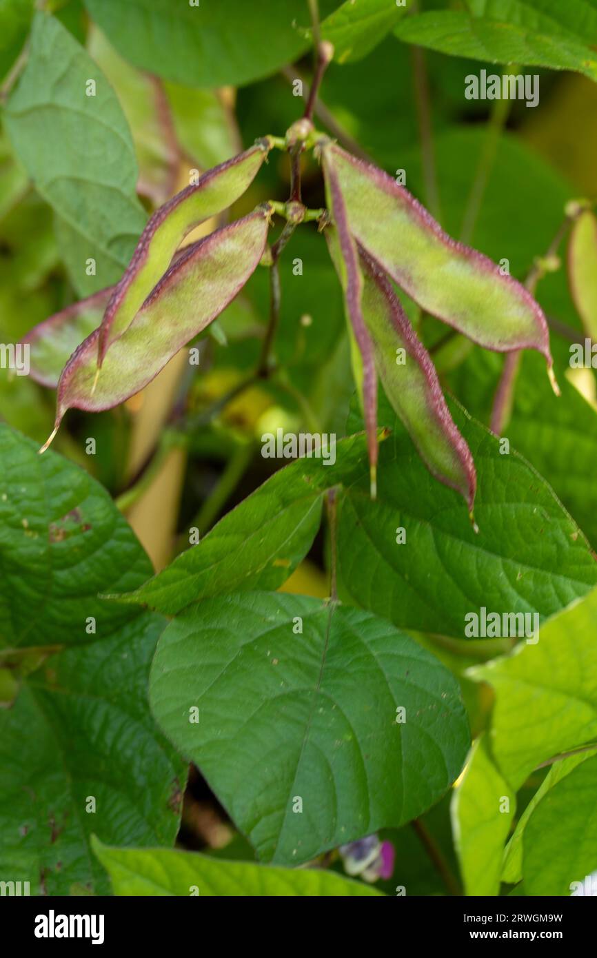 Lablab bean flower dolichos lablab hi-res stock photography and images ...