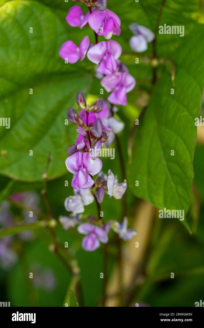 Lablab bean flower dolichos lablab hi-res stock photography and images ...