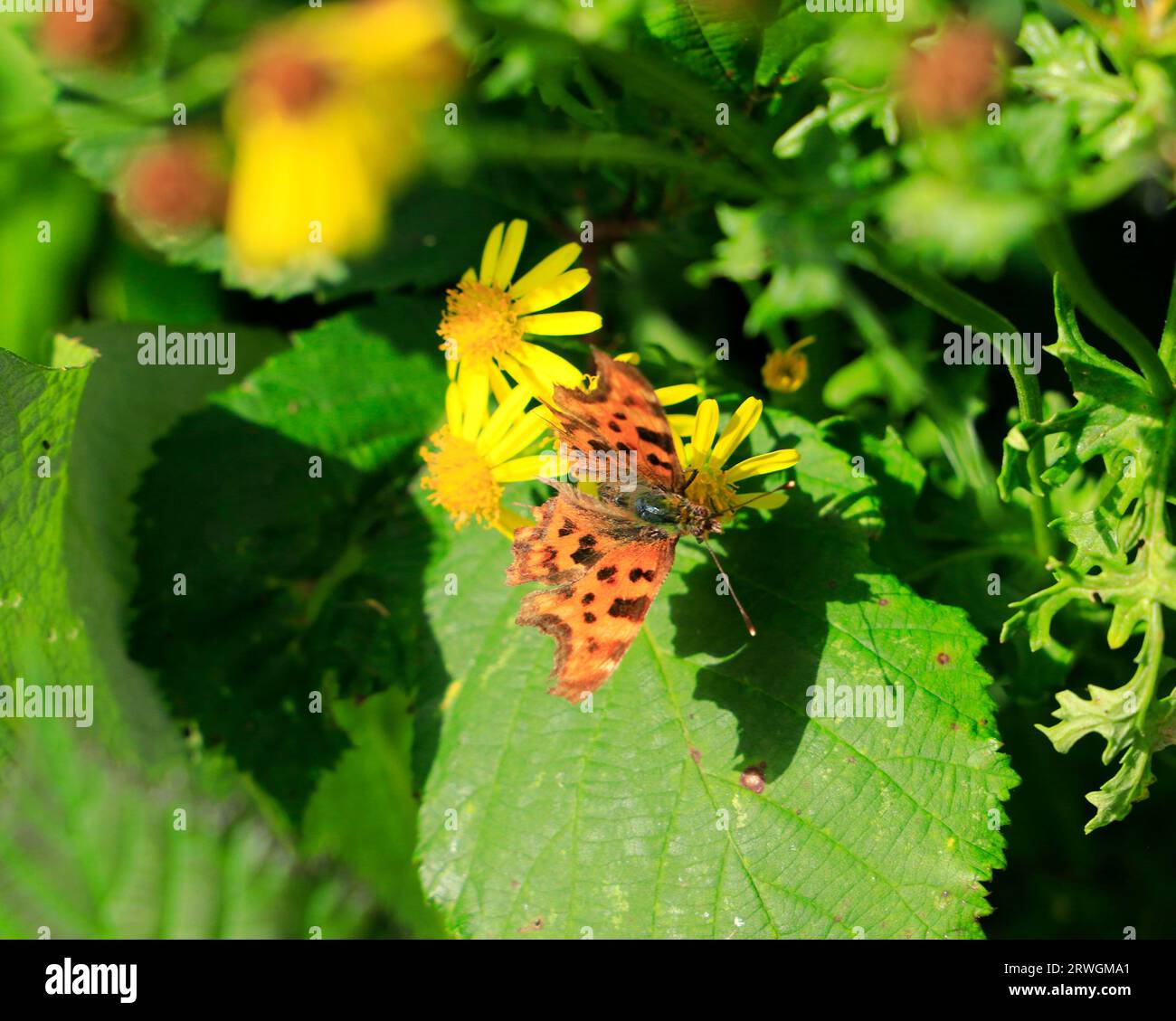 Comma Butterfly polygonia c album, Wales Stock Photo - Alamy