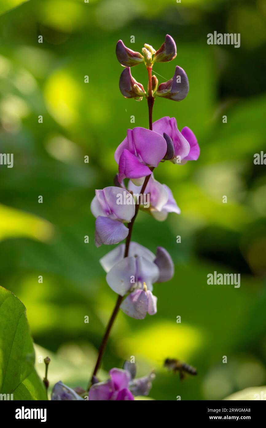 Lablab bean flower dolichos lablab hi-res stock photography and images ...