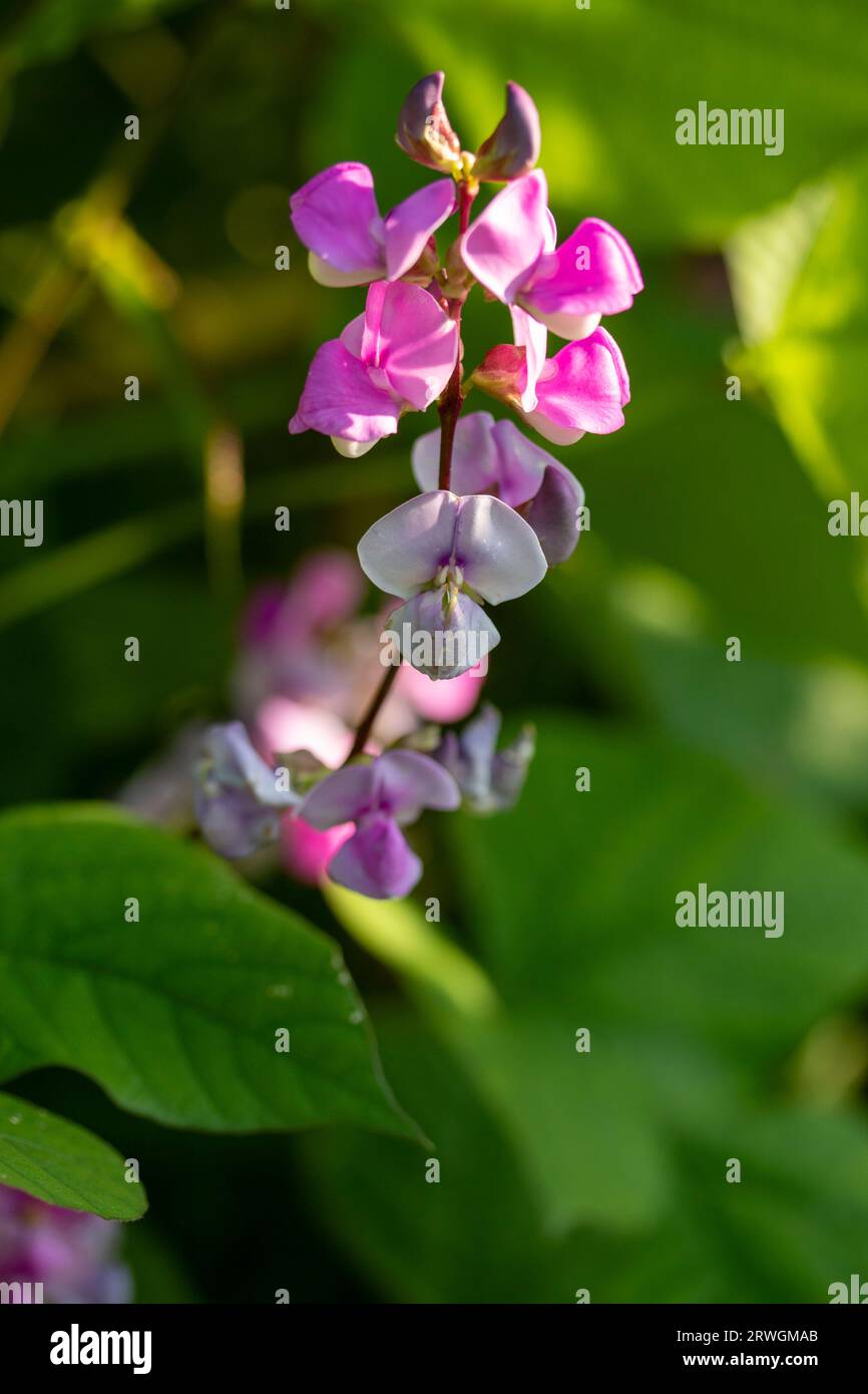 Lablab bean flower dolichos lablab hi-res stock photography and images ...