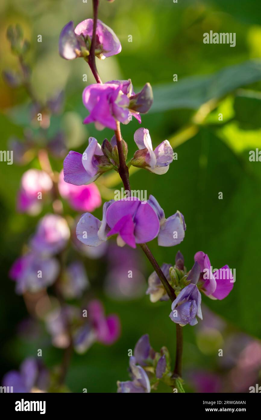 Lablab bean flower dolichos lablab hi-res stock photography and images ...